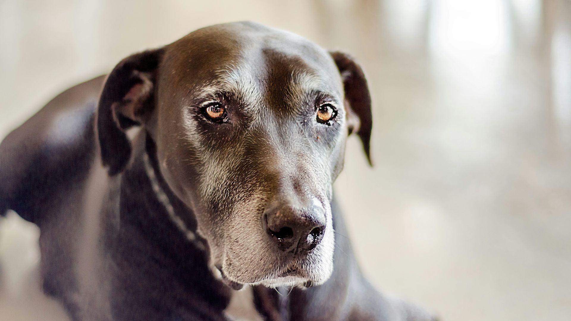 Pet Hospice Care in Sand Springs, OK | McKinney Animal Hospital